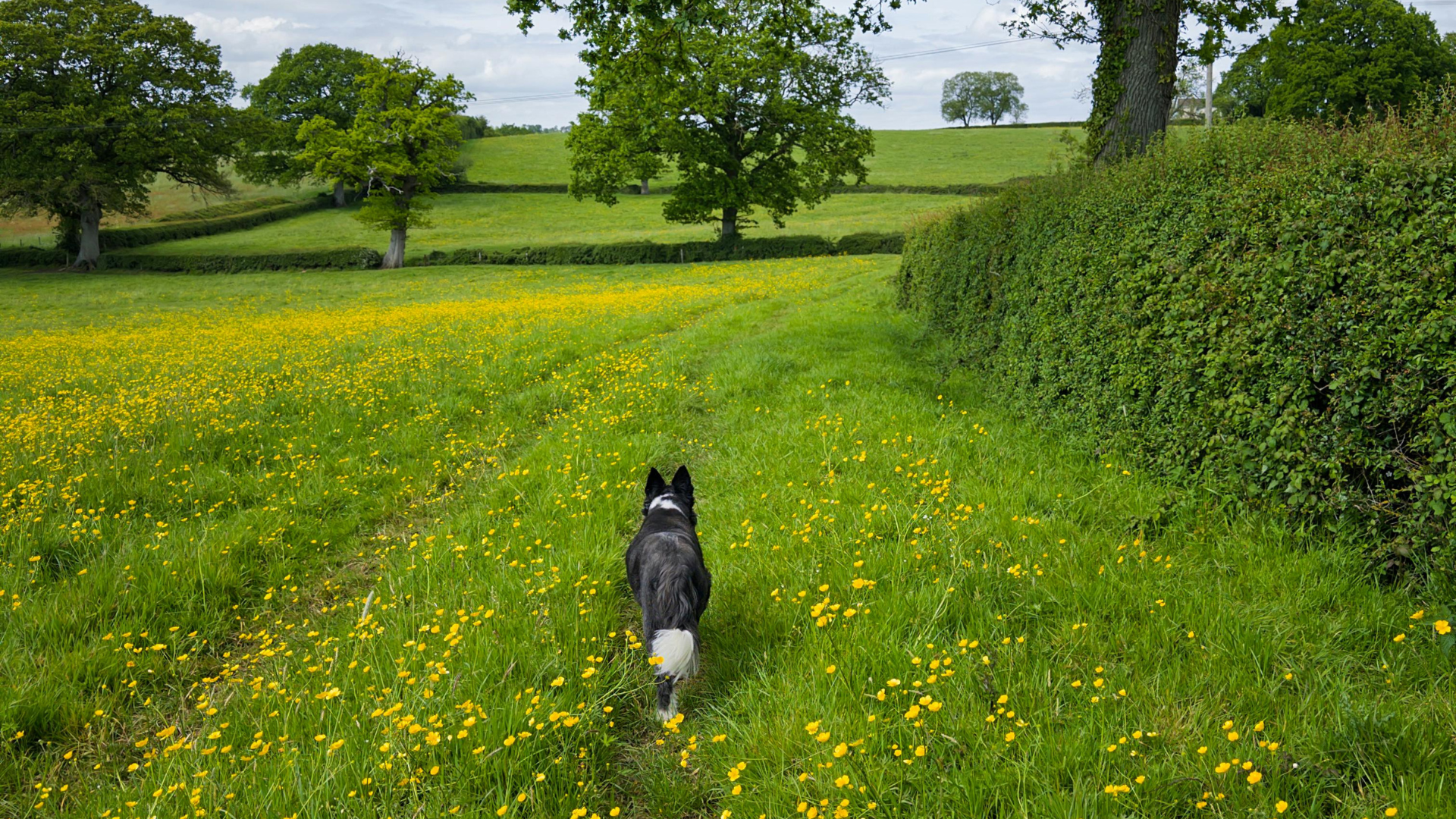 Best Dog-Friendly Pubs & Accommodation In North Yorkshire